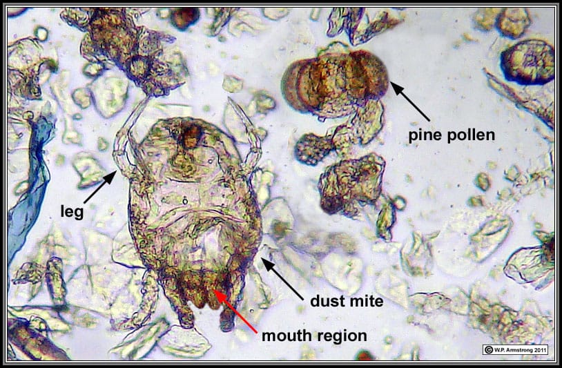 Change your underwear; of mites and men | REB Research Blog